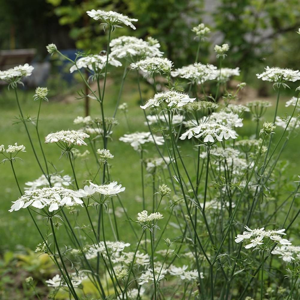 Orlay turbolya (Orlaya grandiflora ) vetőmag - MediterranFar