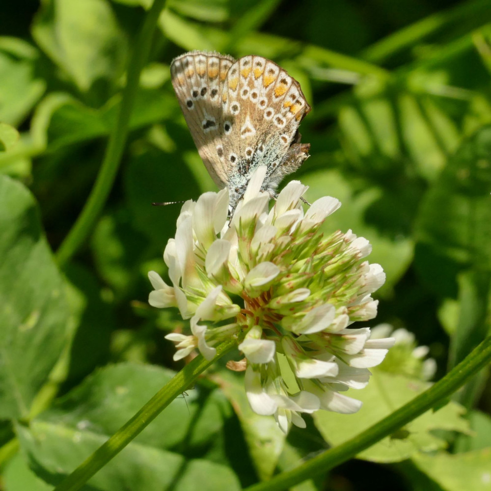 Fehér here (Trifolium repens) vetőmag - MediterranFarm kerté